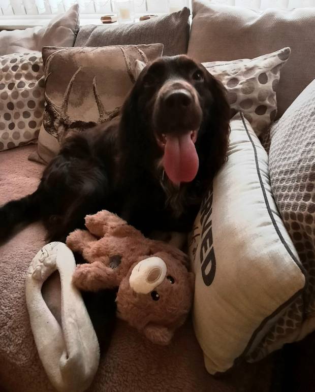 I Am Rebel by Ross Montgomery – Miss Cleveland is reading…